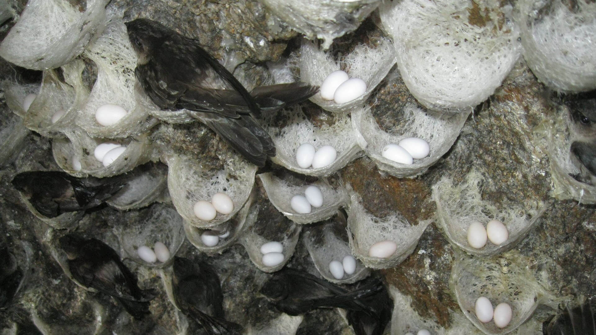 The Craft of Edible Bird’s Nest Harvesting in Thanh Chau – Hoi An ...