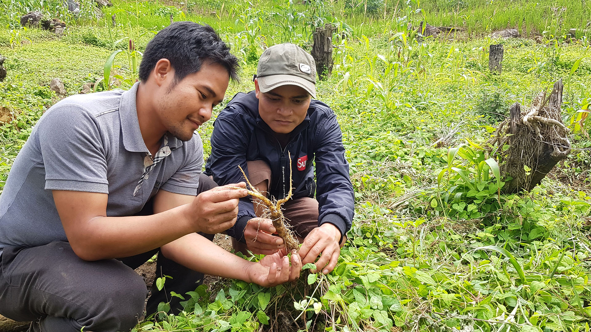 Phát triển Trà Linh thành vùng dược liệu trọng điểm của miền Trung ...