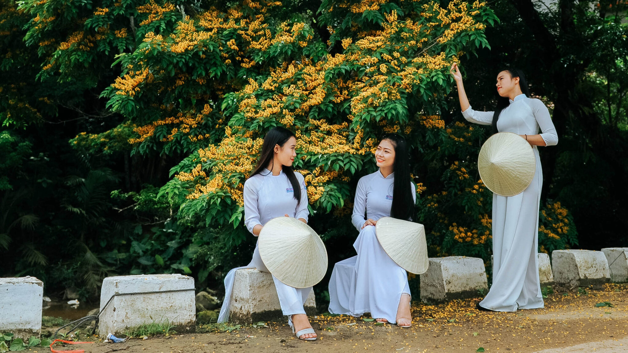 Touch the Moments of Da Nang at the “Huong Tra Yellow Blossom Festival ...